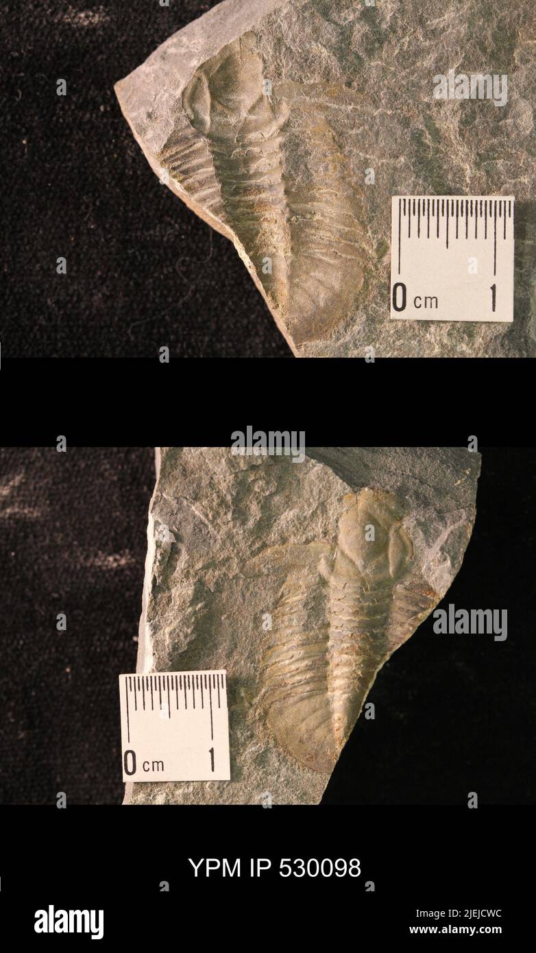 Trilob hi-res stock photography and images - Alamy