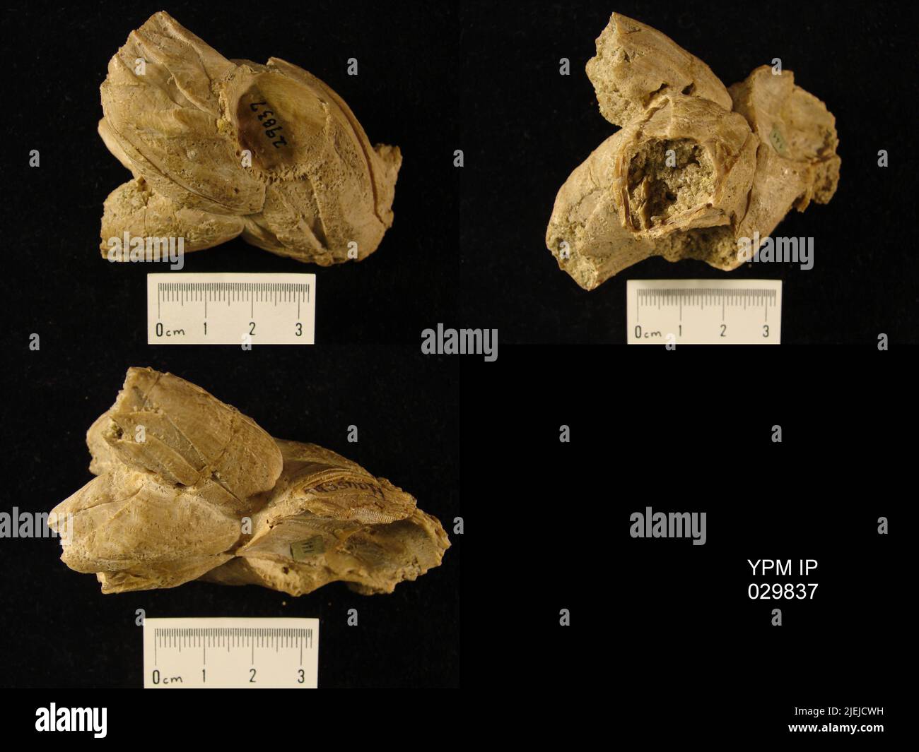 Balanus sp animalia hi-res stock photography and images - Alamy