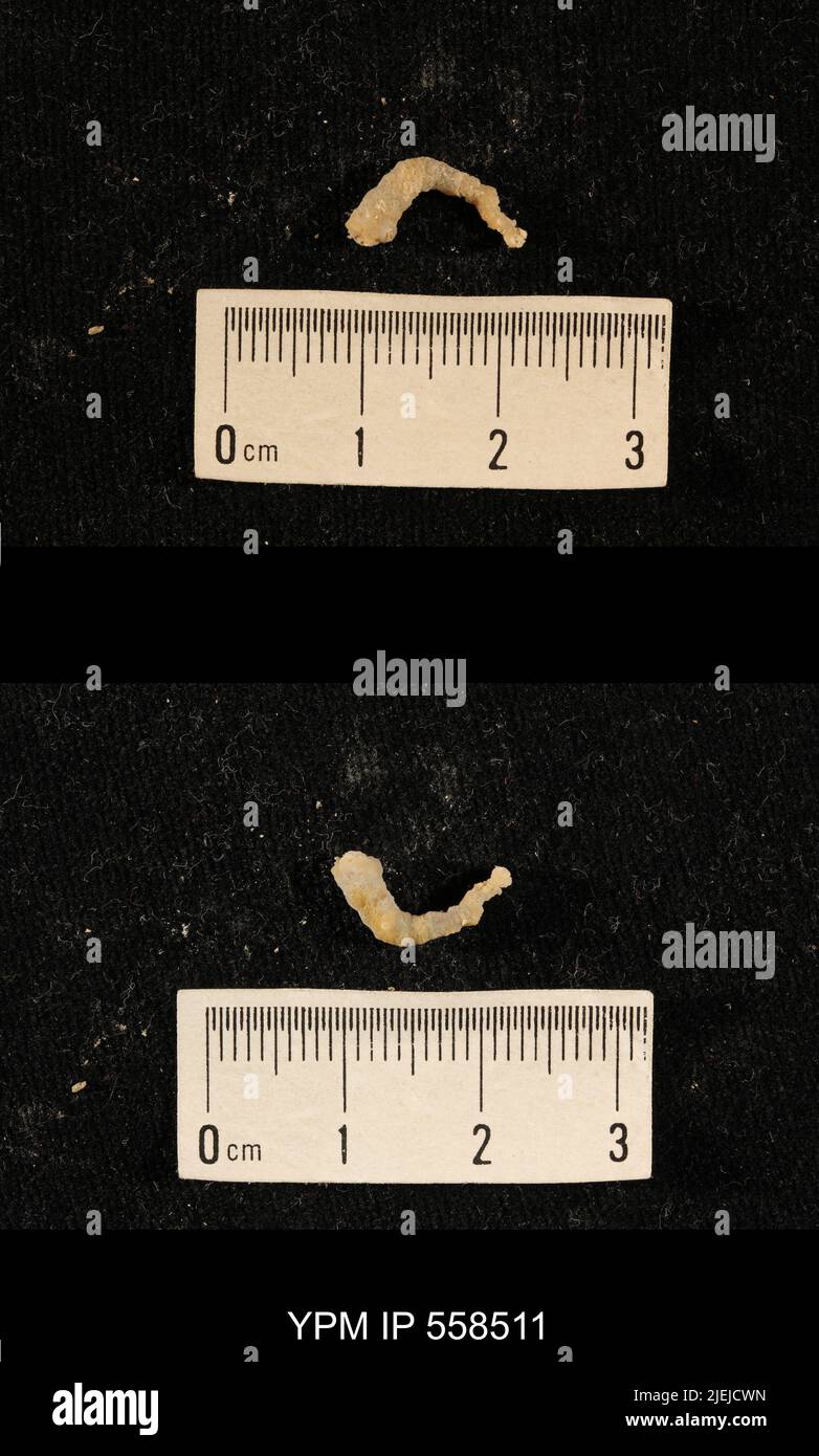 Cladochonus hi-res stock photography and images - Alamy