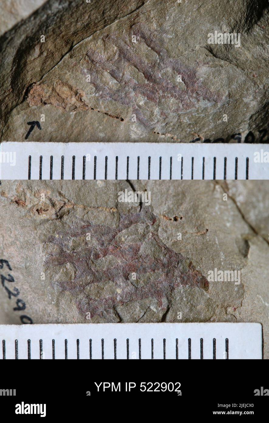 Dendroidea hi-res stock photography and images - Alamy