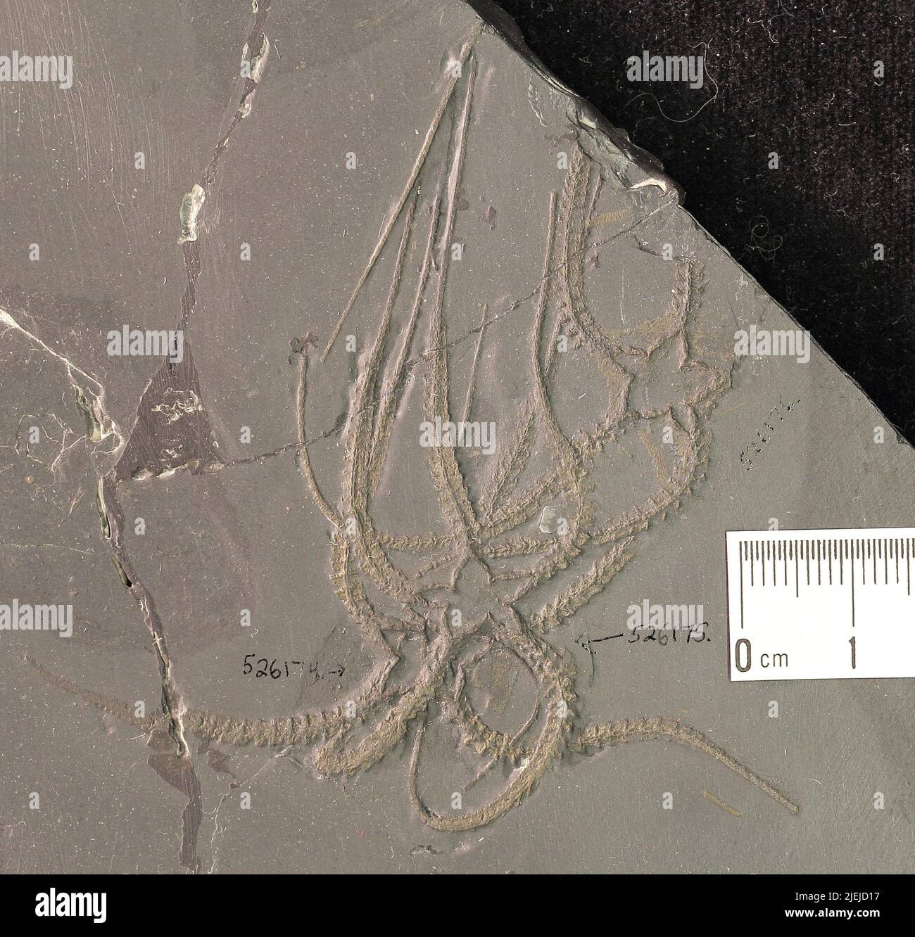 Furcaster palaeozoicus Sturtz Stock Photo - Alamy