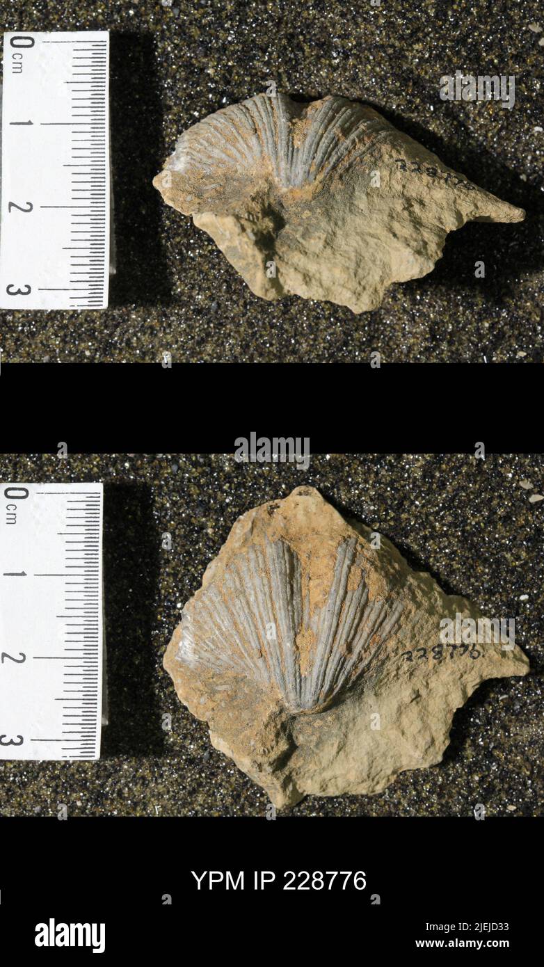 Neospirifer triplicatus hall animalia High Resolution Stock Photography ...