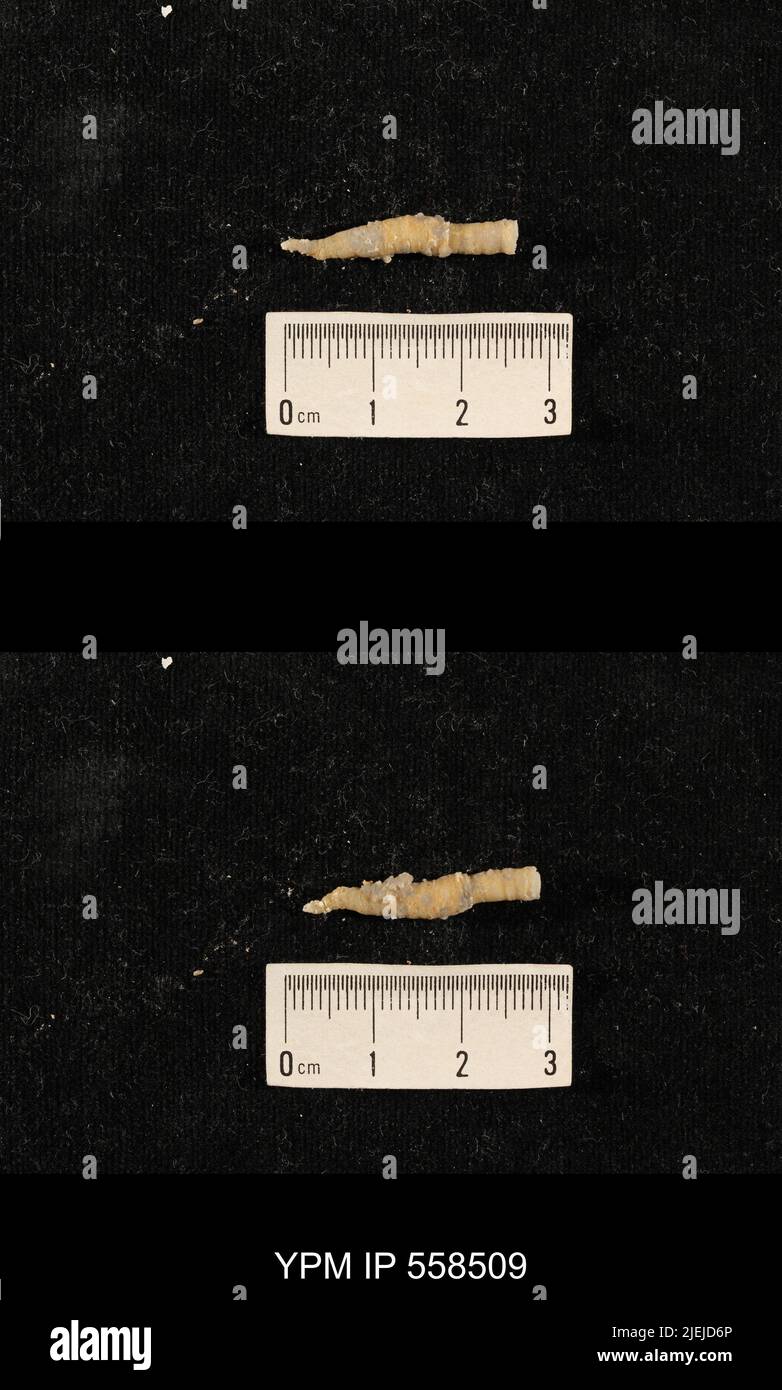Cladochonus hi-res stock photography and images - Alamy