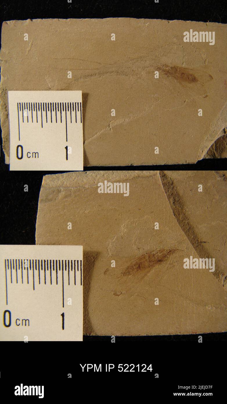 Trichoptera adult hi-res stock photography and images - Alamy