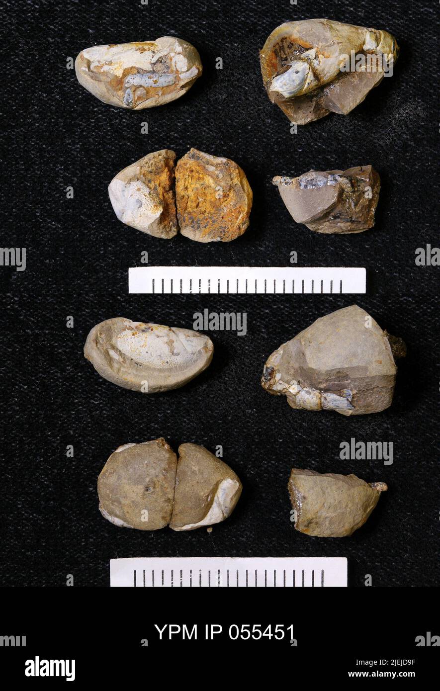 Eryma mandelslohi (von Meyer, 1837 Stock Photo - Alamy