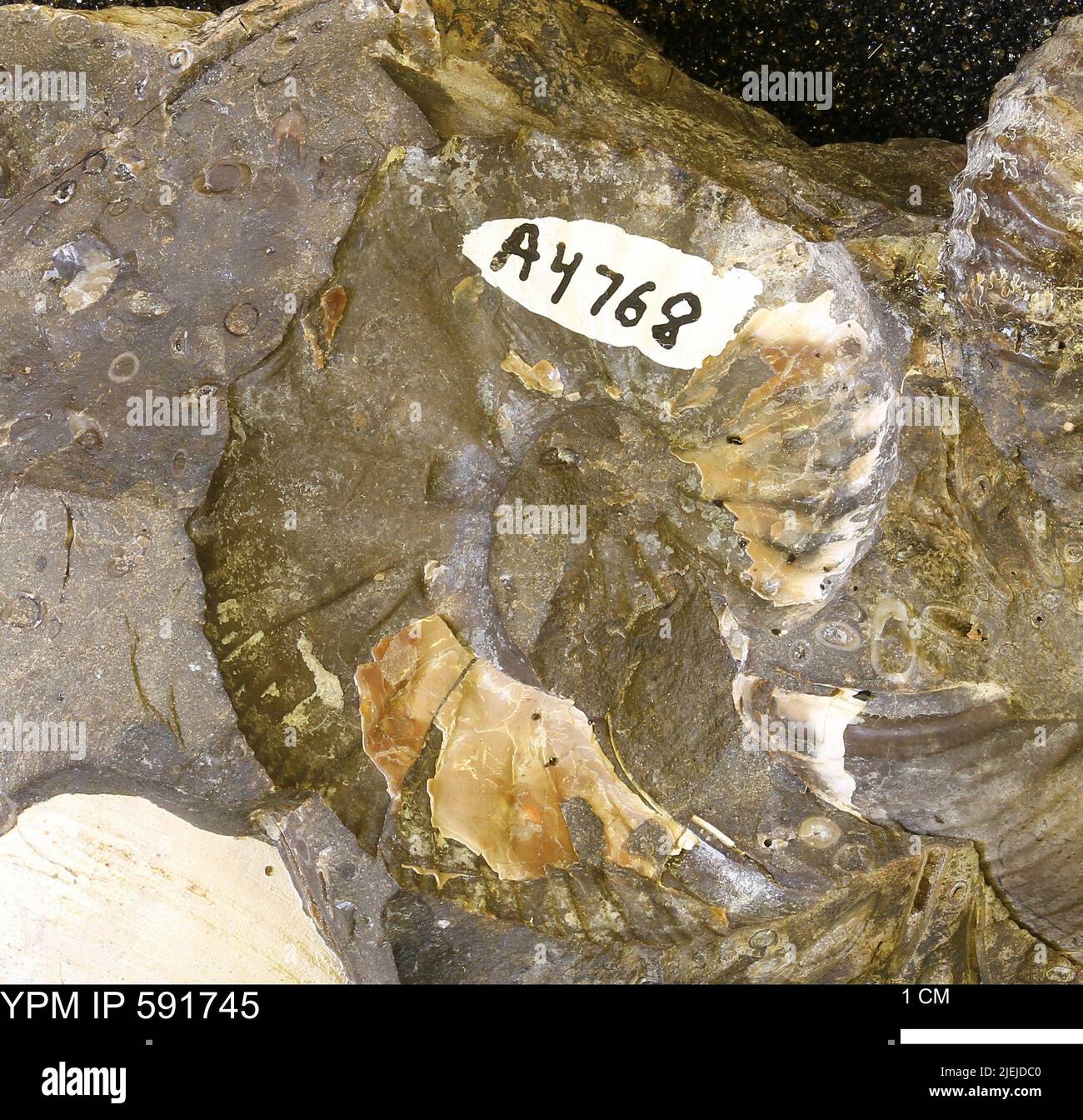 Undet polychaeta animalia hi-res stock photography and images - Alamy