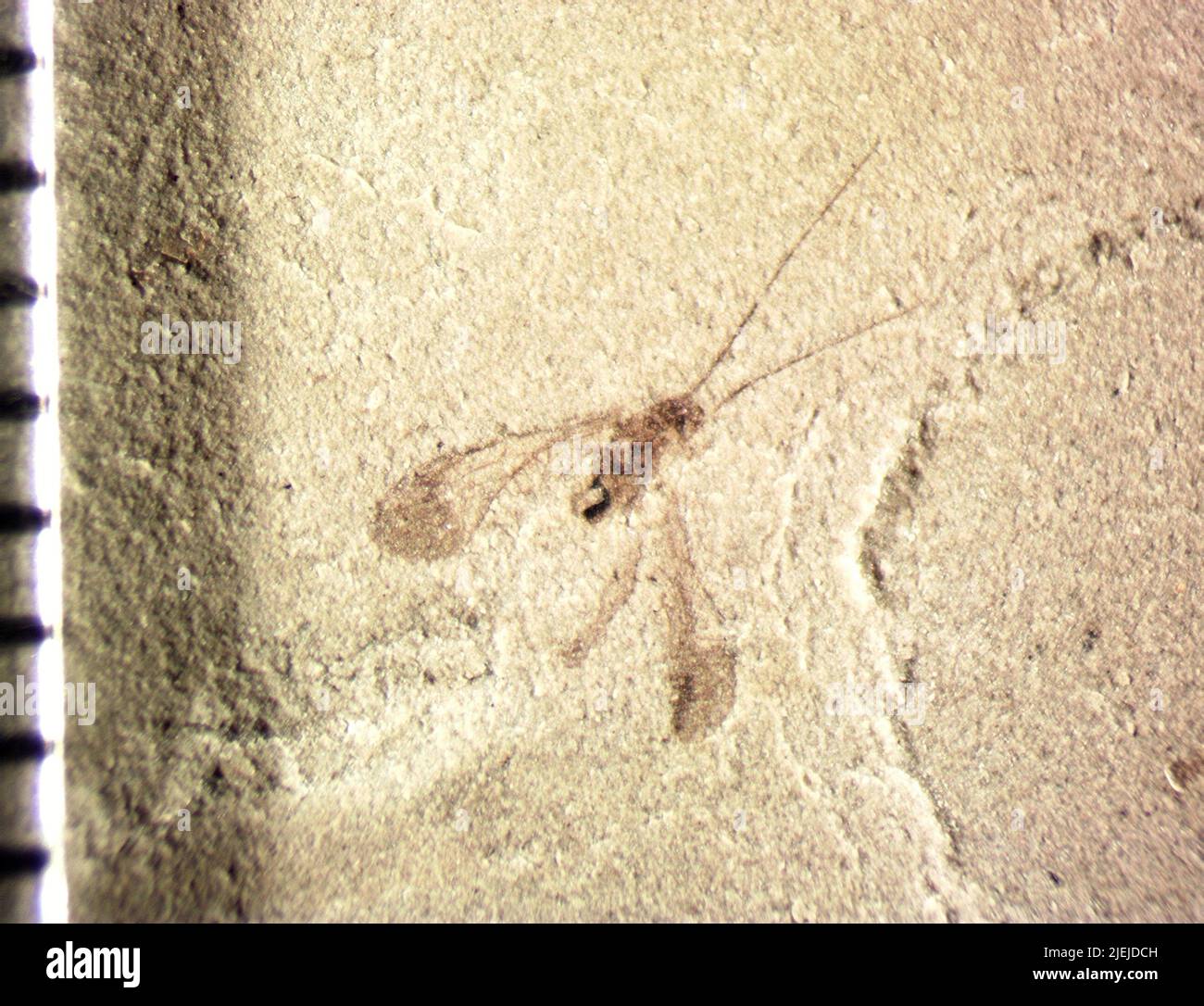 Undet psocoptera animalia hi-res stock photography and images - Alamy