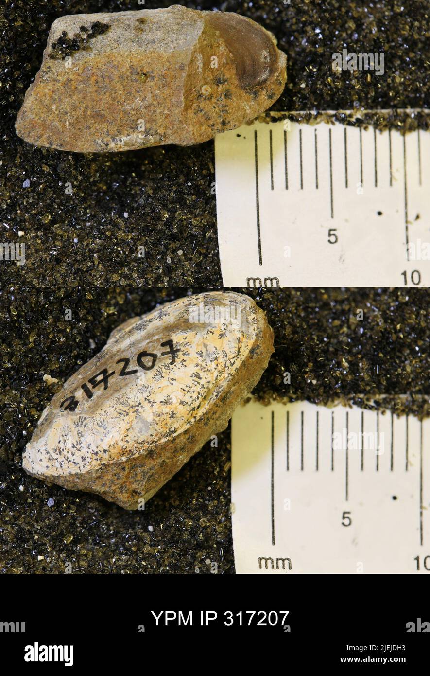 Nuculana sp animalia hi-res stock photography and images - Alamy