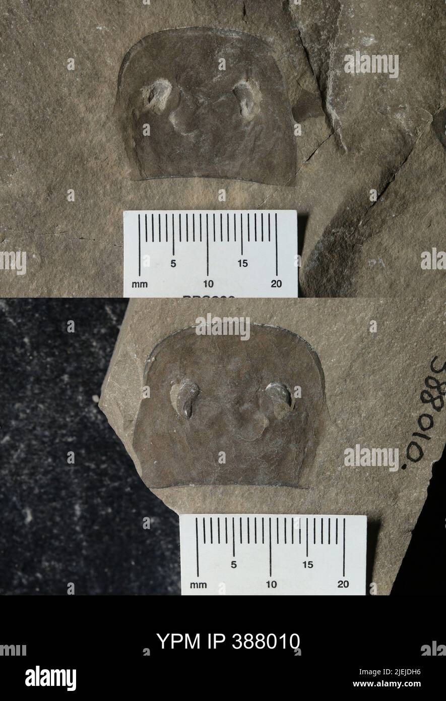 Eurypterus remipes DeKay Stock Photo - Alamy