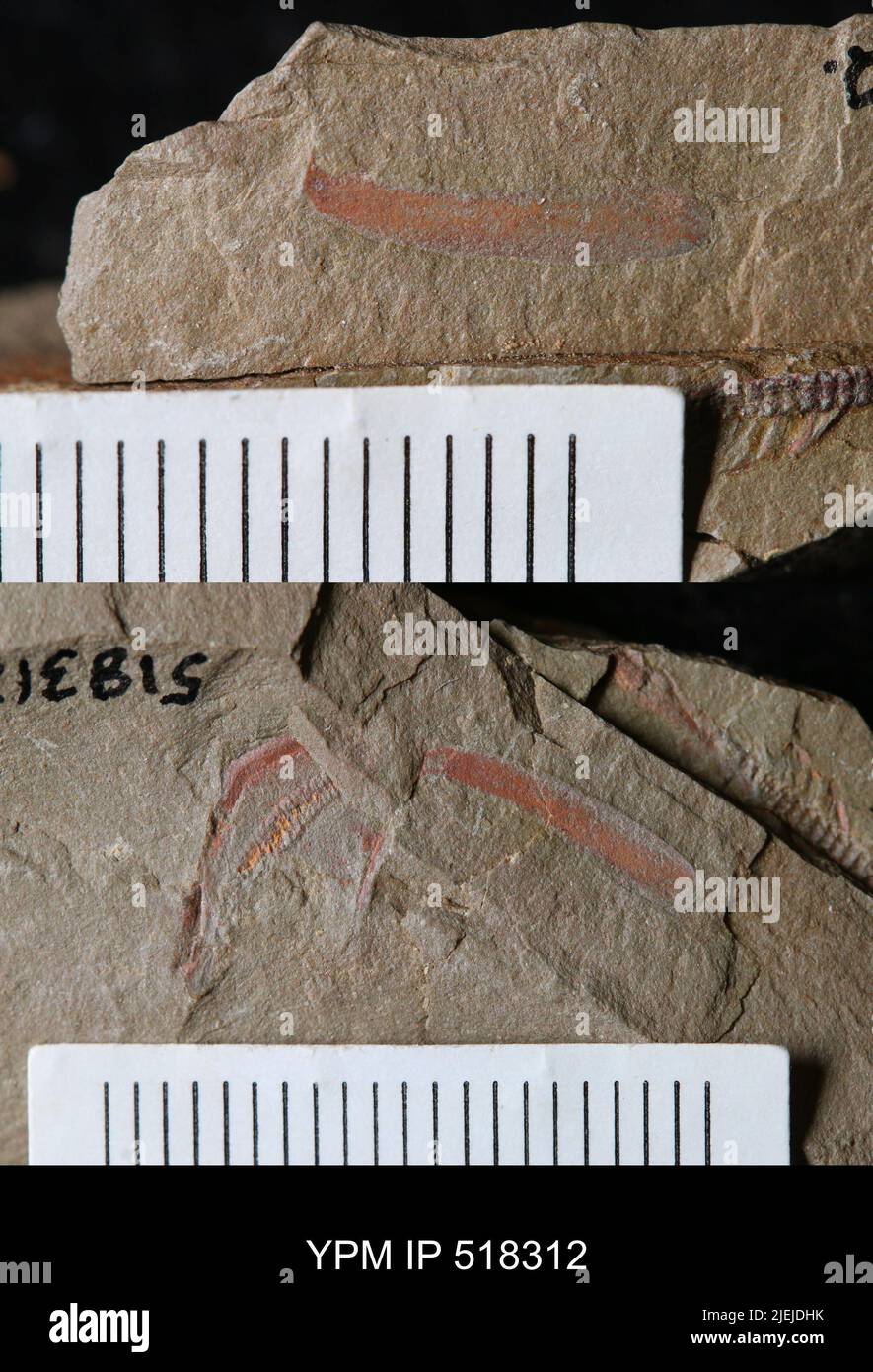 Genus cornuta hi-res stock photography and images - Alamy