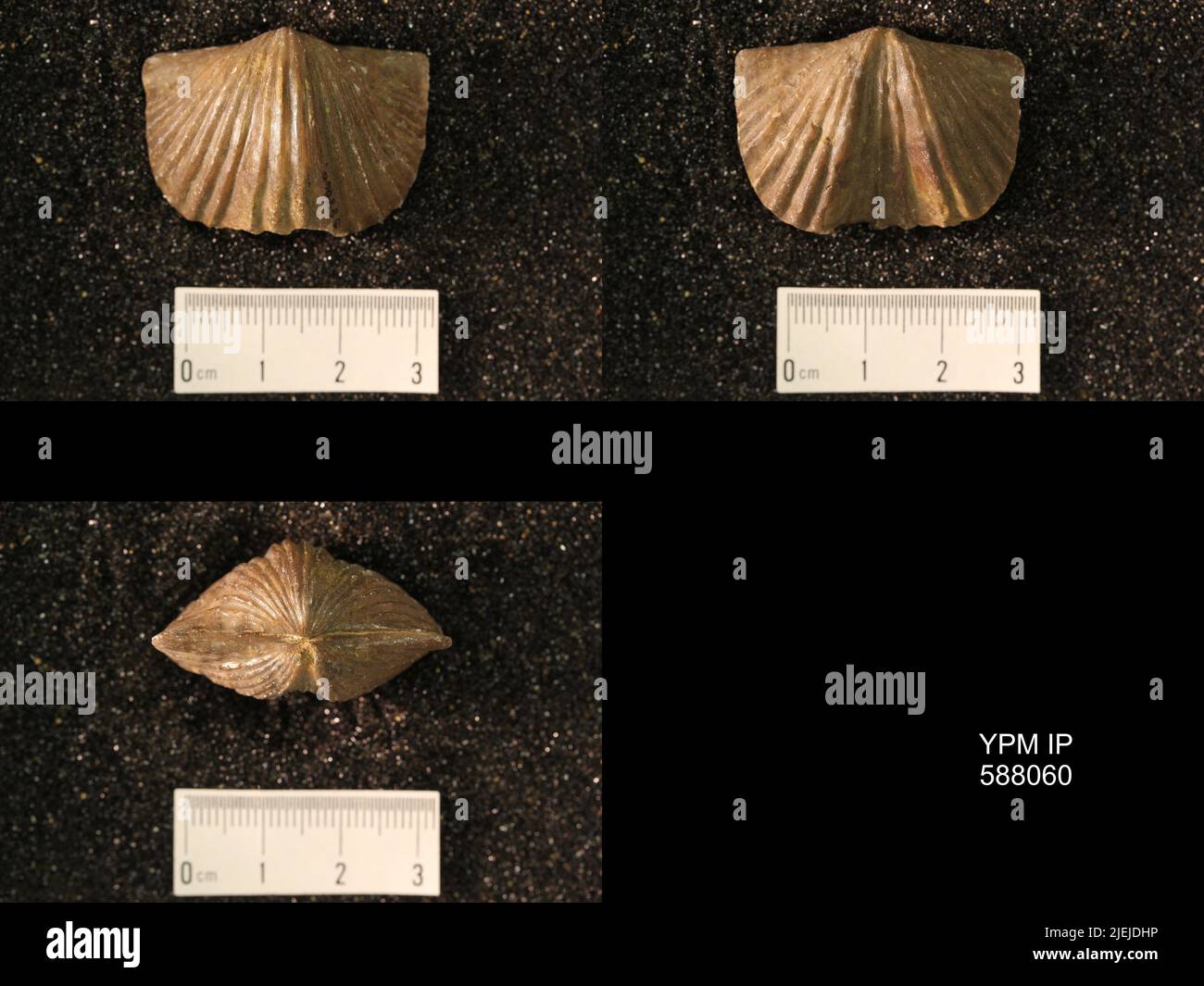 Laticostata hi-res stock photography and images - Alamy