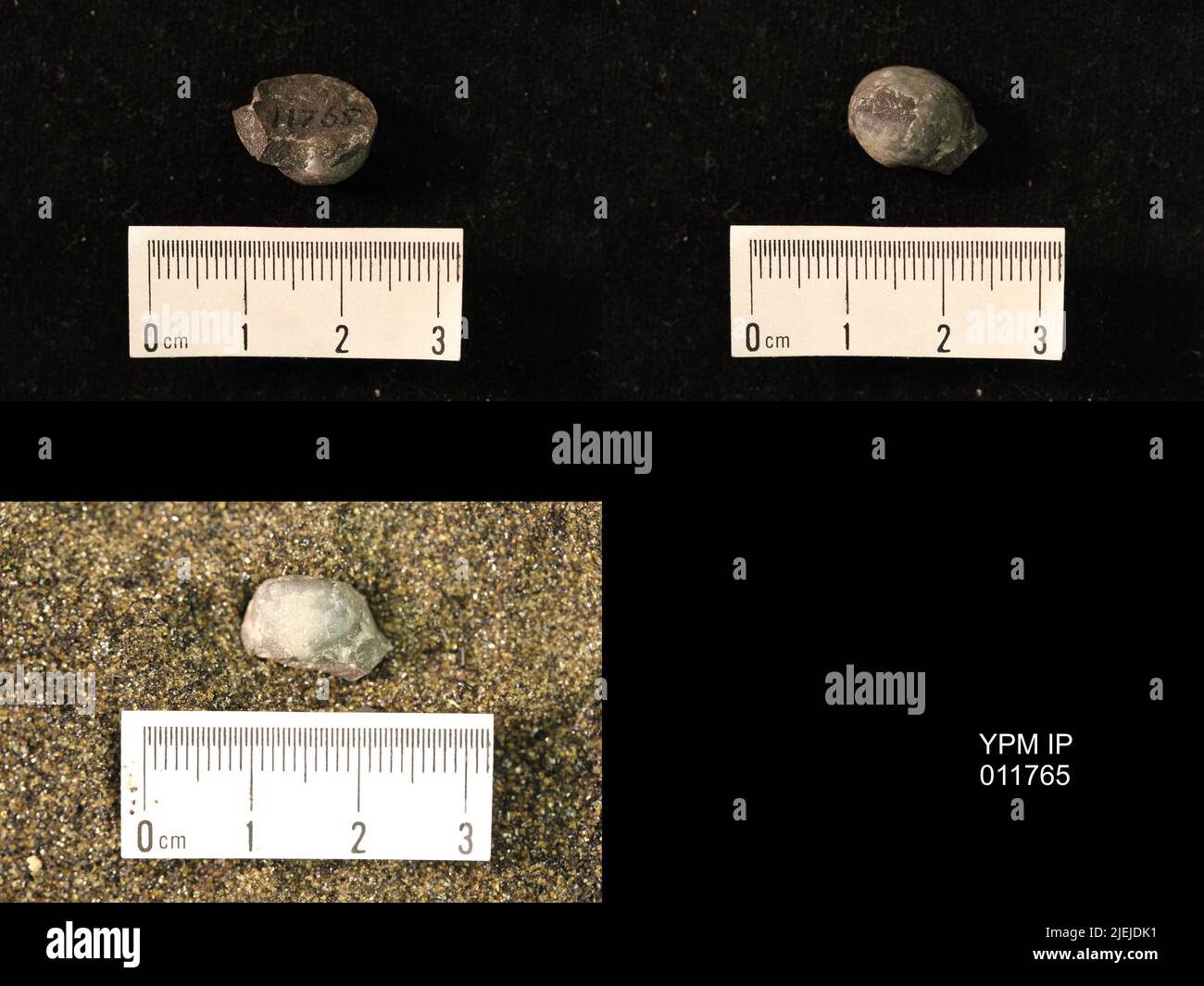 Marginifera capaci (d'Orbigny Stock Photo - Alamy