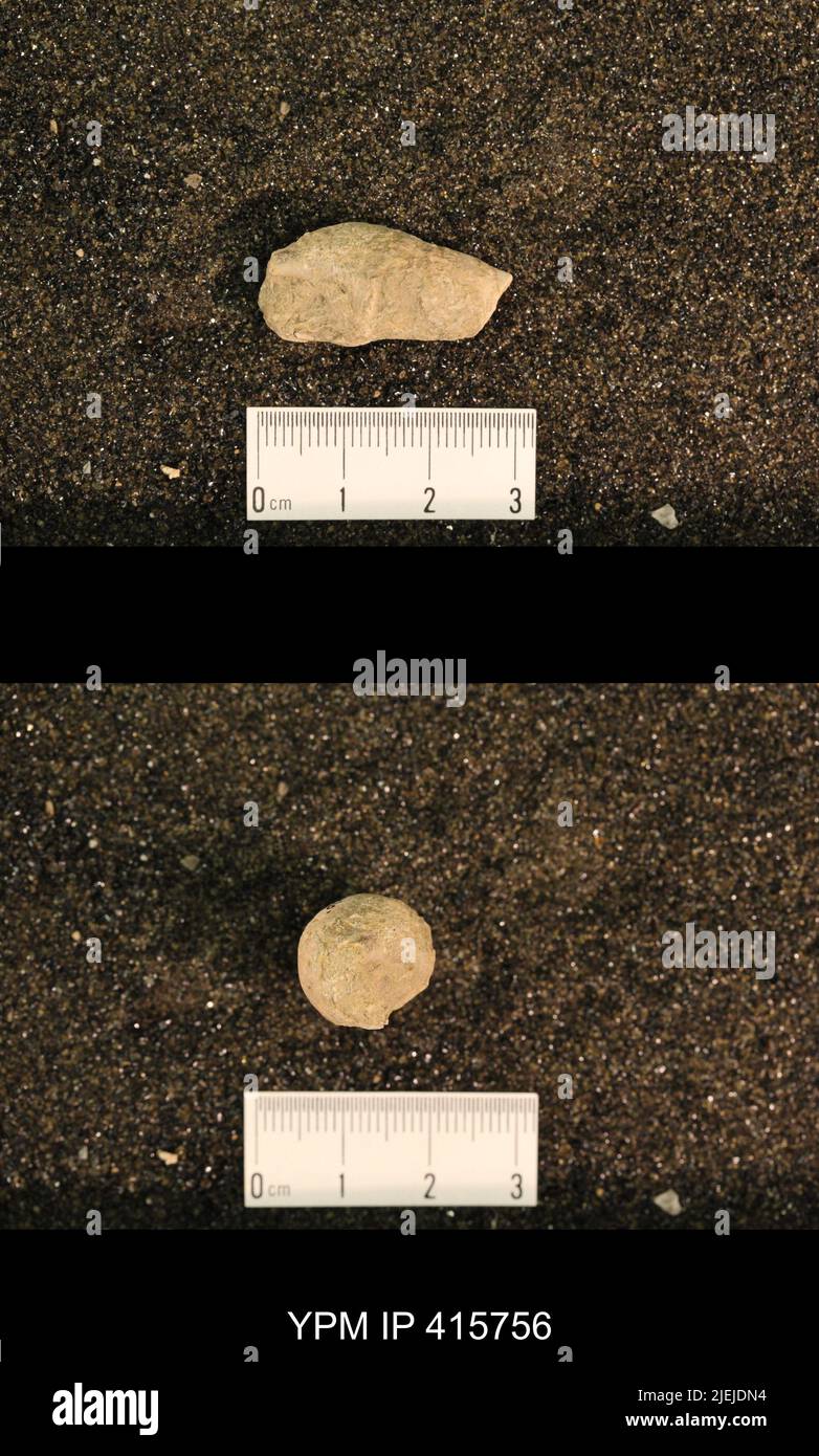 Meekospira choctawensis Girty, 1912 Stock Photo - Alamy