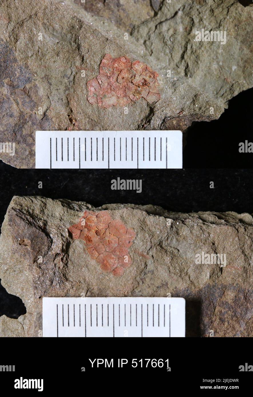 Eocrinoidea hi-res stock photography and images - Alamy