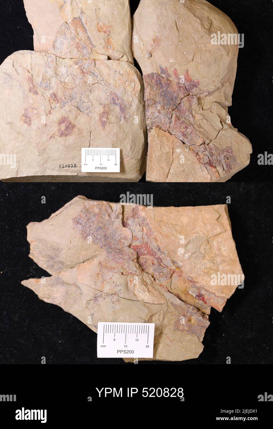 Dinocarida hi-res stock photography and images - Alamy