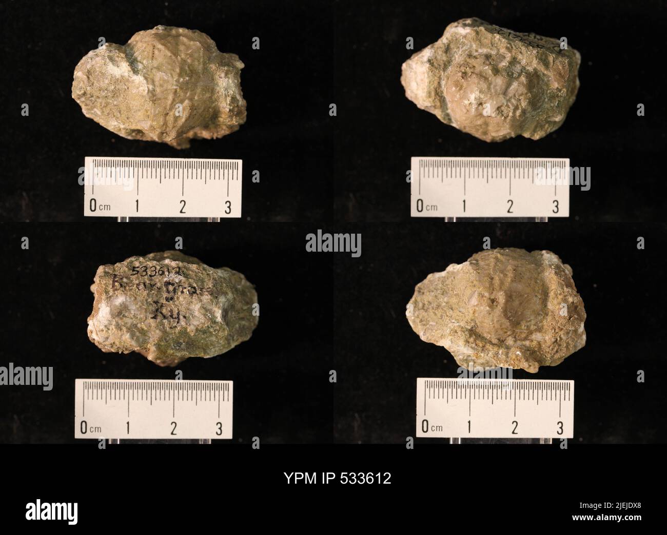 Caryocrinites hi-res stock photography and images - Alamy