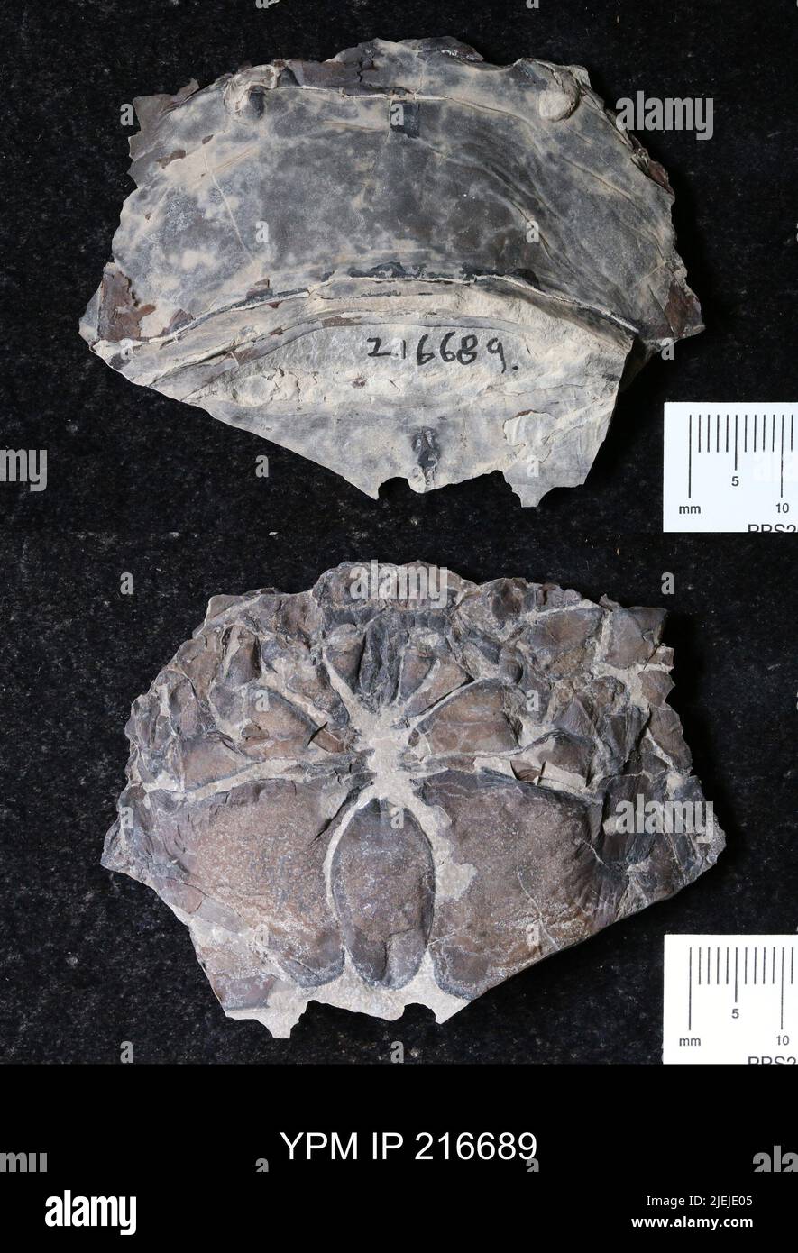 Eurypterus lacustris harlan animalia hi-res stock photography and ...