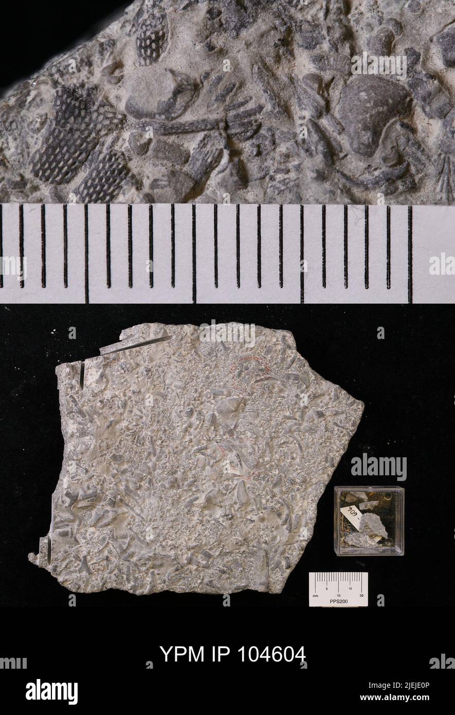 Phaenopora ensiformis Hall, 1852 Stock Photo - Alamy