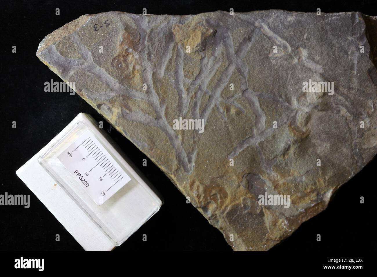 Chondrites hi-res stock photography and images - Alamy