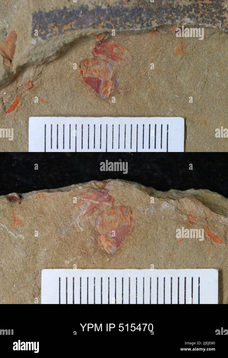 Dinocarida hi-res stock photography and images - Alamy