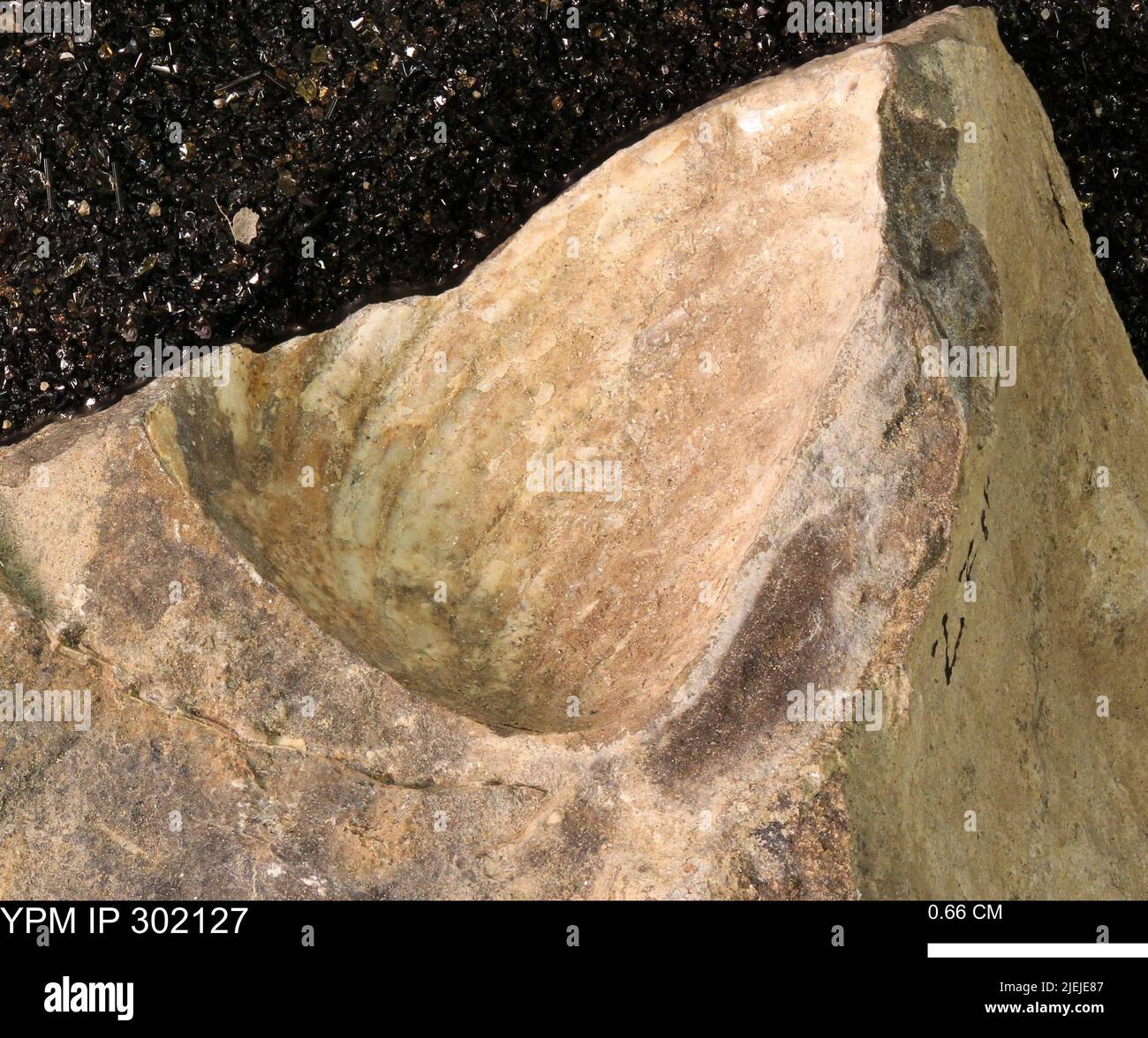 Inoceramus sp animalia hi-res stock photography and images - Alamy