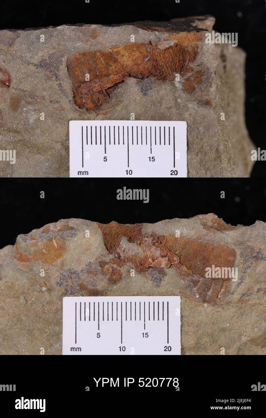 Plasiacystis sp animalia hi-res stock photography and images - Alamy