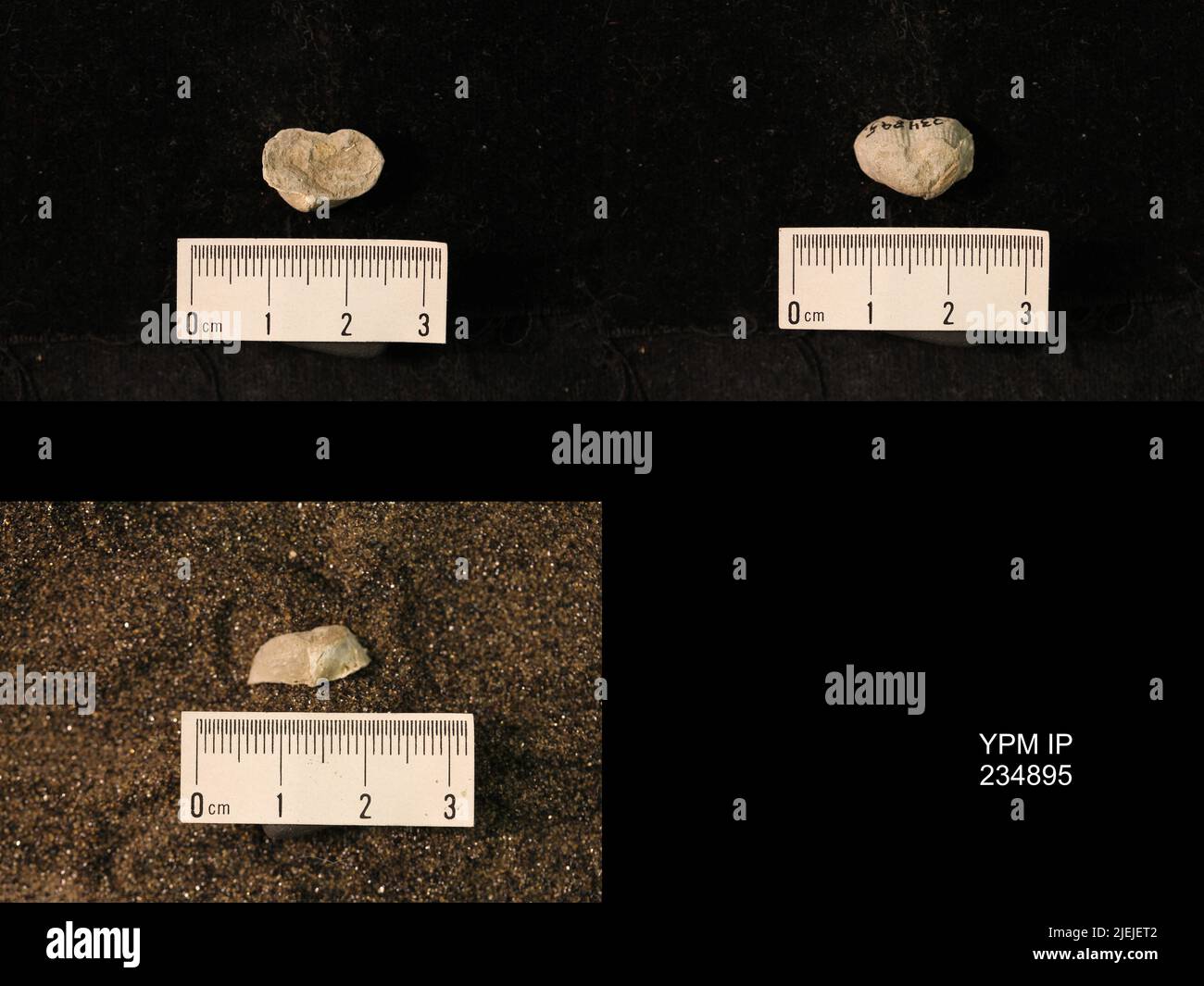 Marginifera fragilis Dunbar & Condra Stock Photo - Alamy