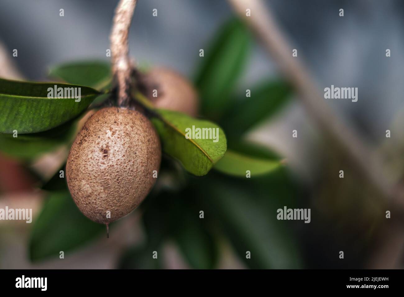 Growing sapodilla hi-res stock photography and images - Alamy