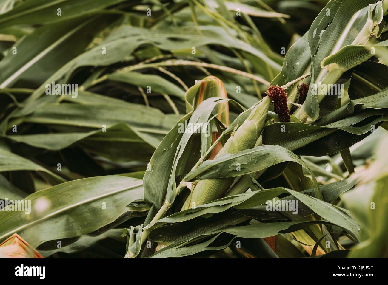 Corn crops with knocked over bent stem after severe wind storm in field ...