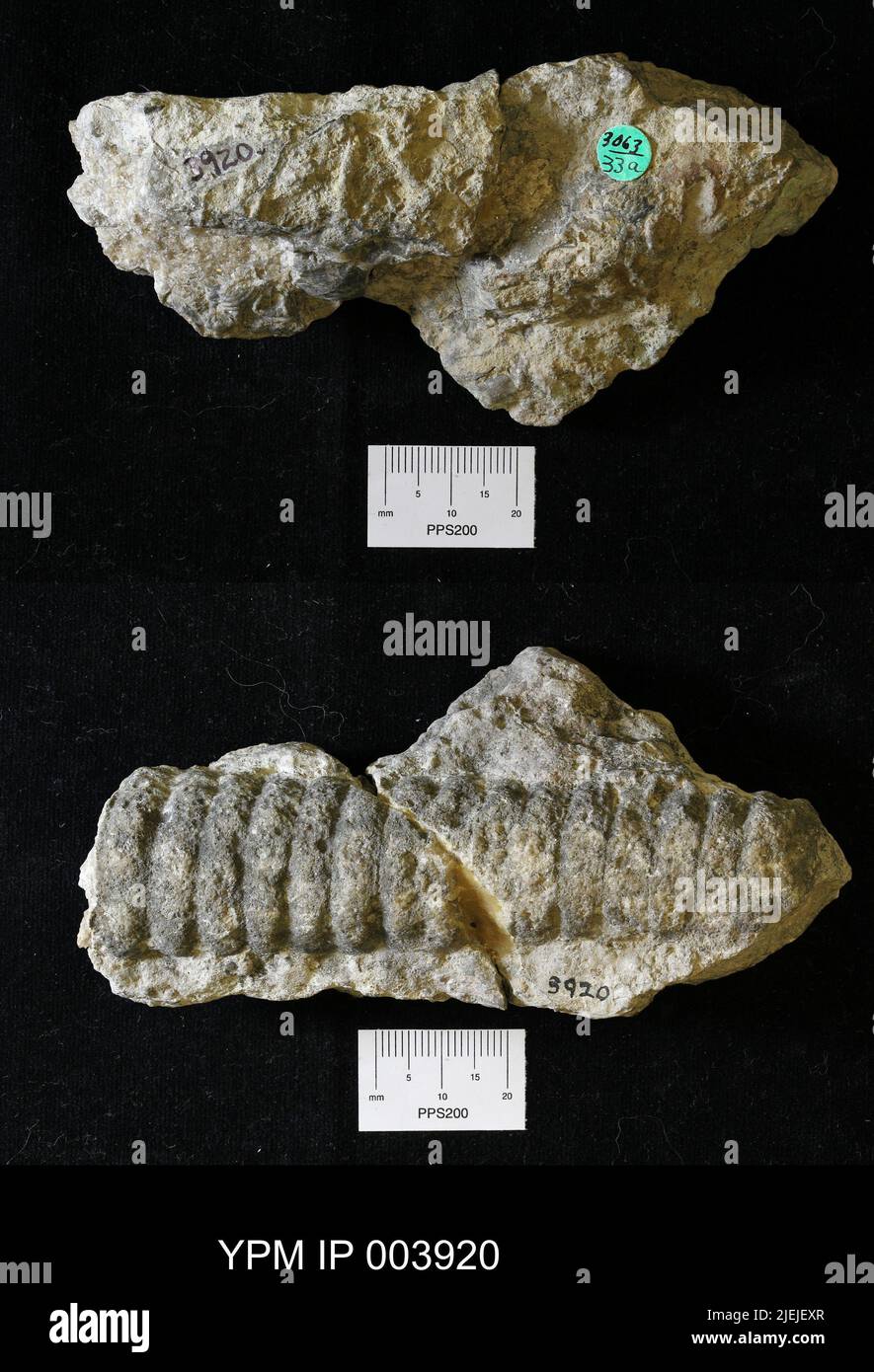 Infelix hi-res stock photography and images - Alamy