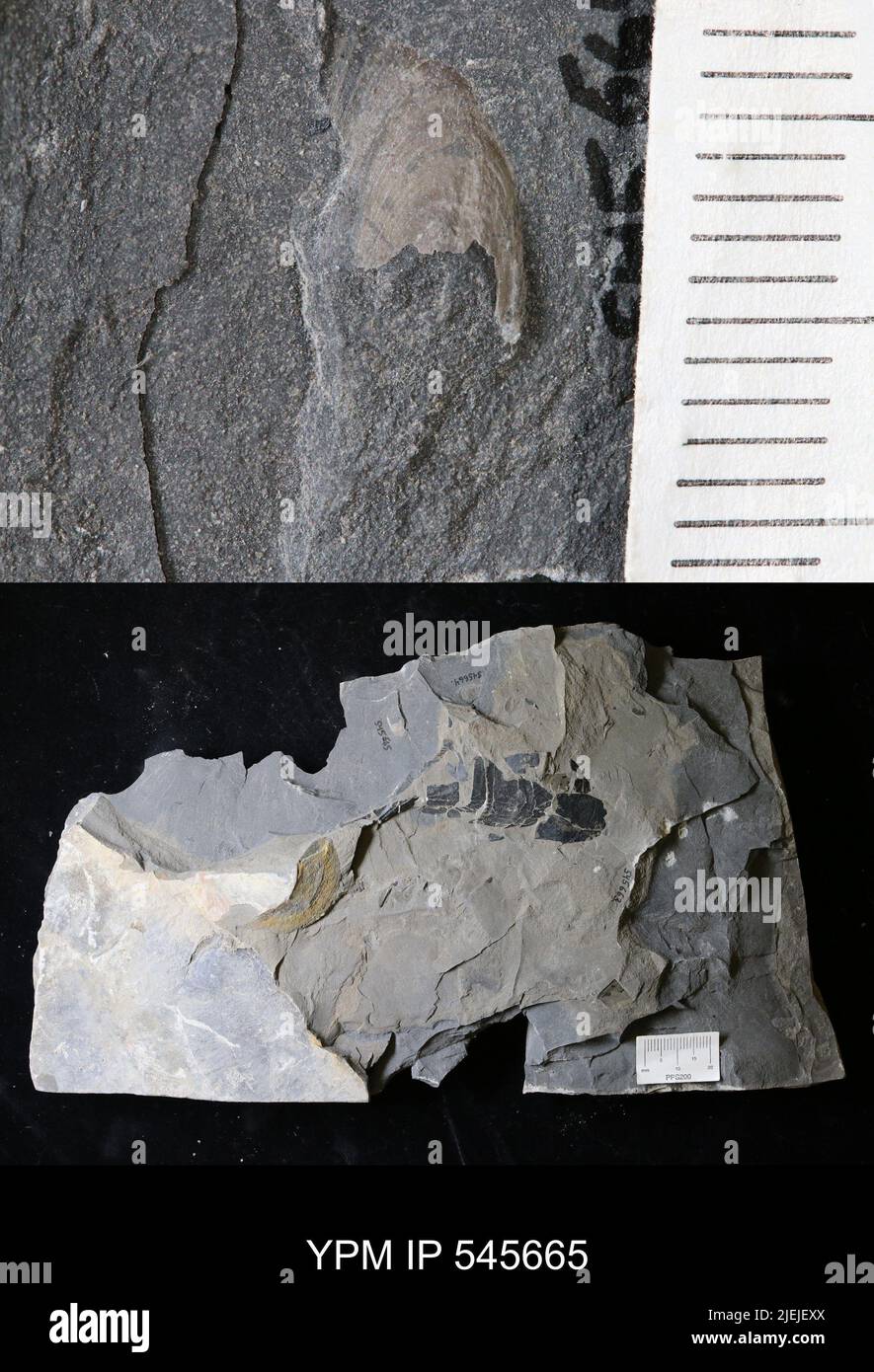 Lingulat hi-res stock photography and images - Alamy