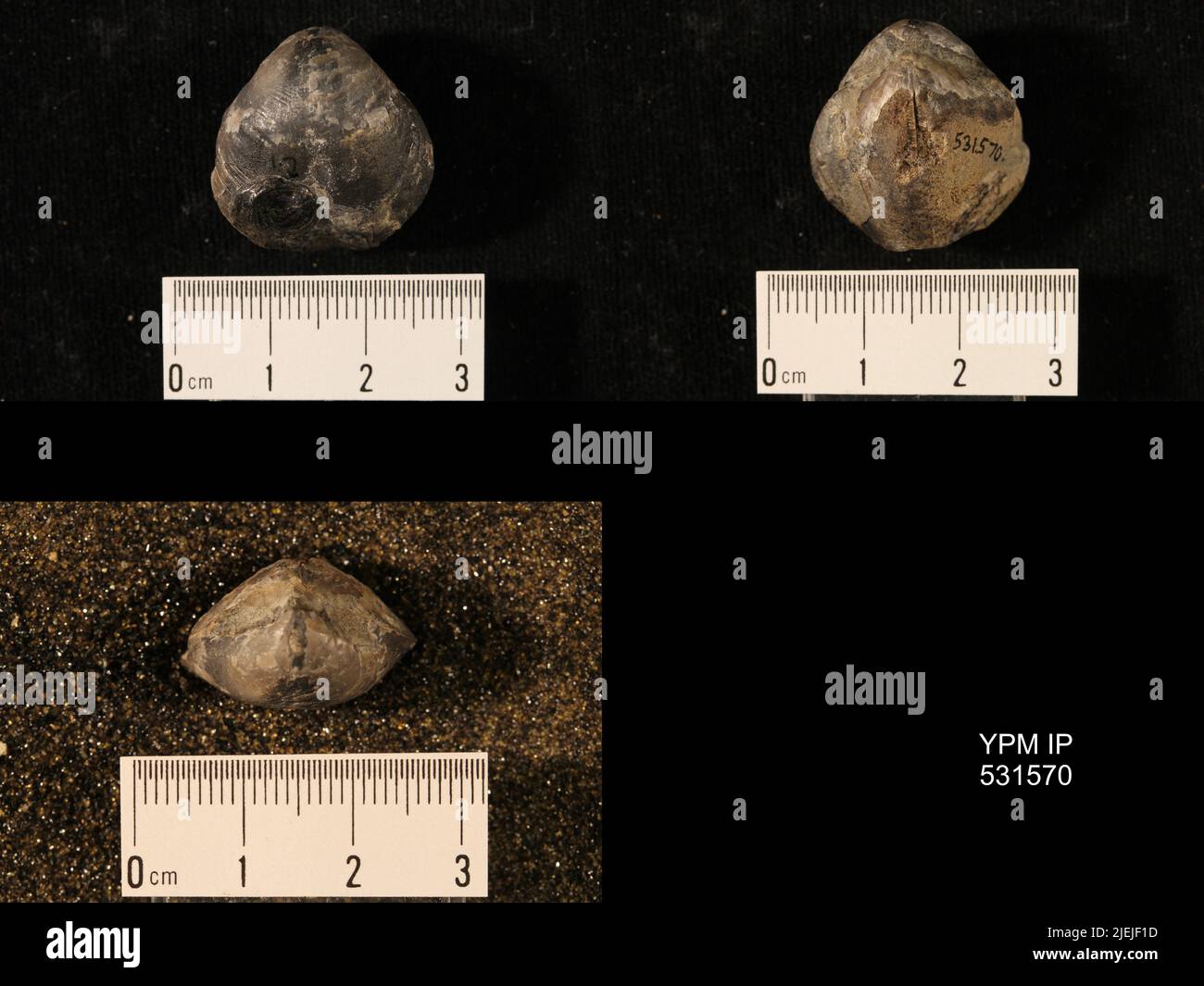 Athyris hi-res stock photography and images - Alamy