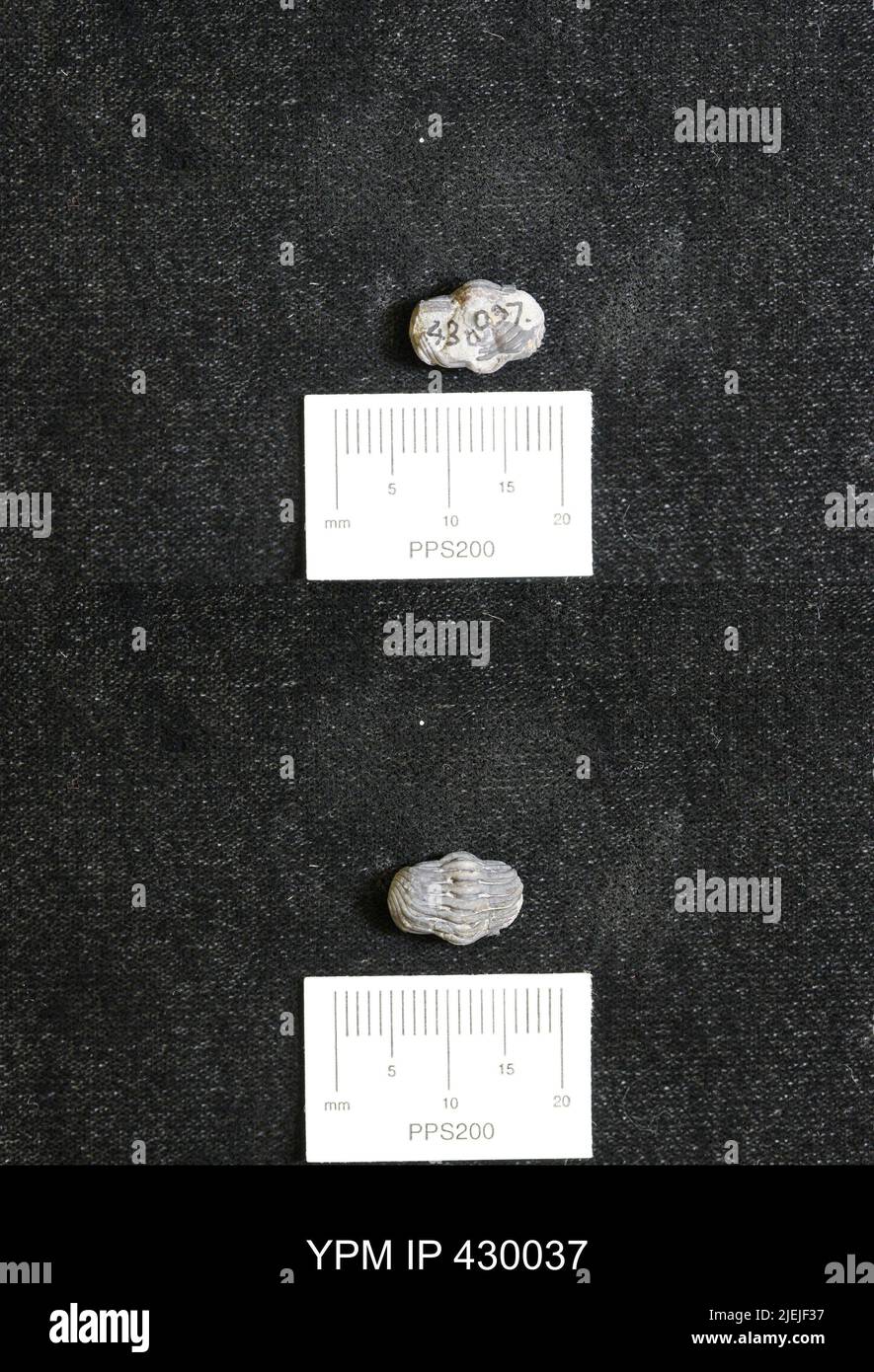 Trilobites body segments hi-res stock photography and images - Alamy