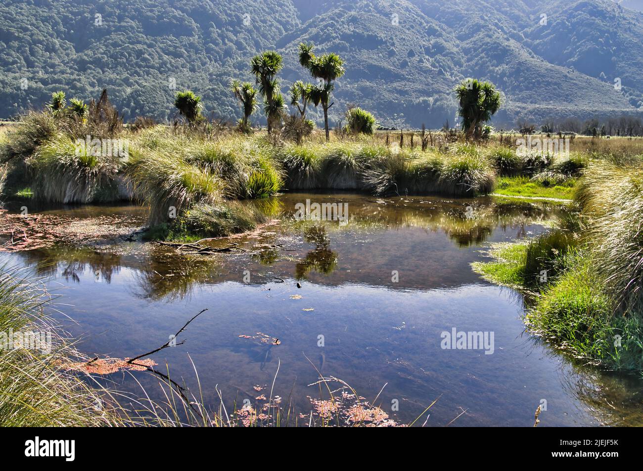 Shallow pool with reeds and grasses in the Rakatu Wetlands, Manapouri ...