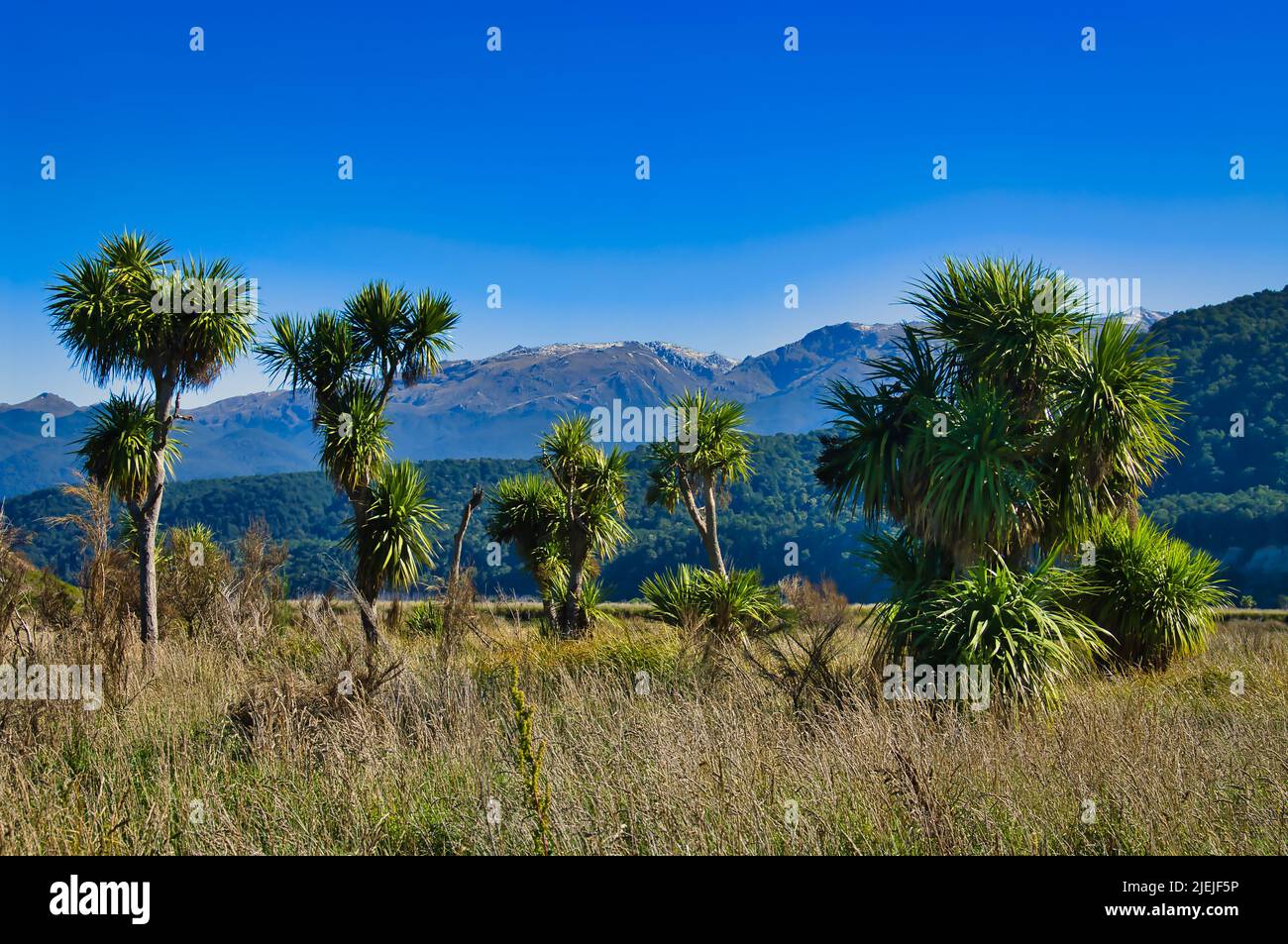 Rakatu wetlands hi-res stock photography and images - Alamy