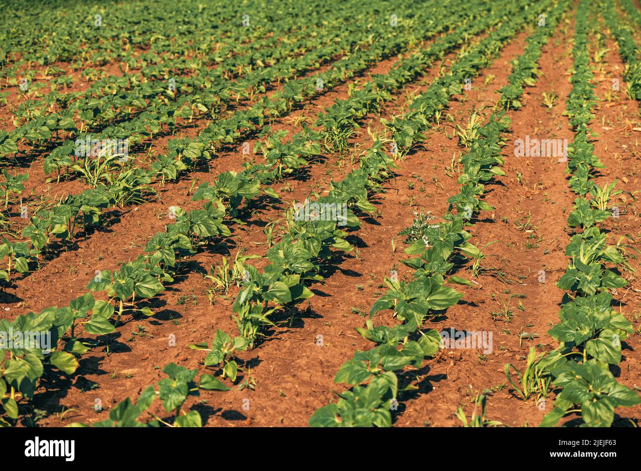 Small common sunflower helianthus hi-res stock photography and images ...