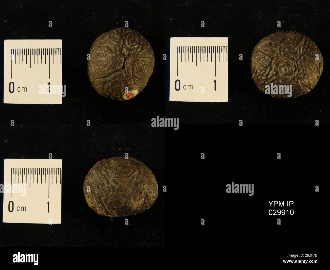 Cystoidea hi-res stock photography and images - Alamy