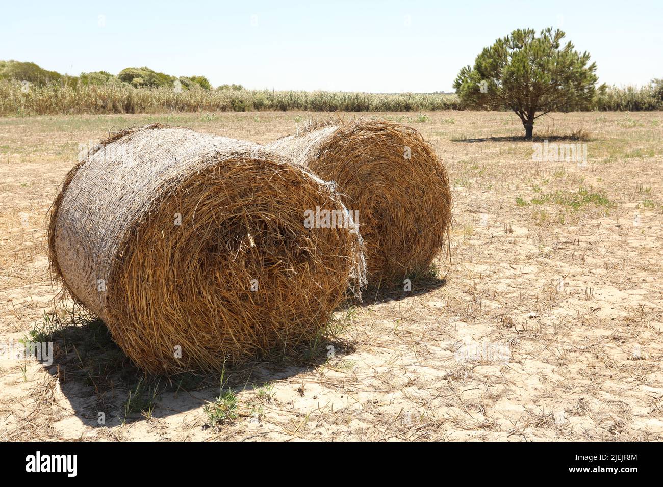 Hay on back hi-res stock photography and images - Alamy