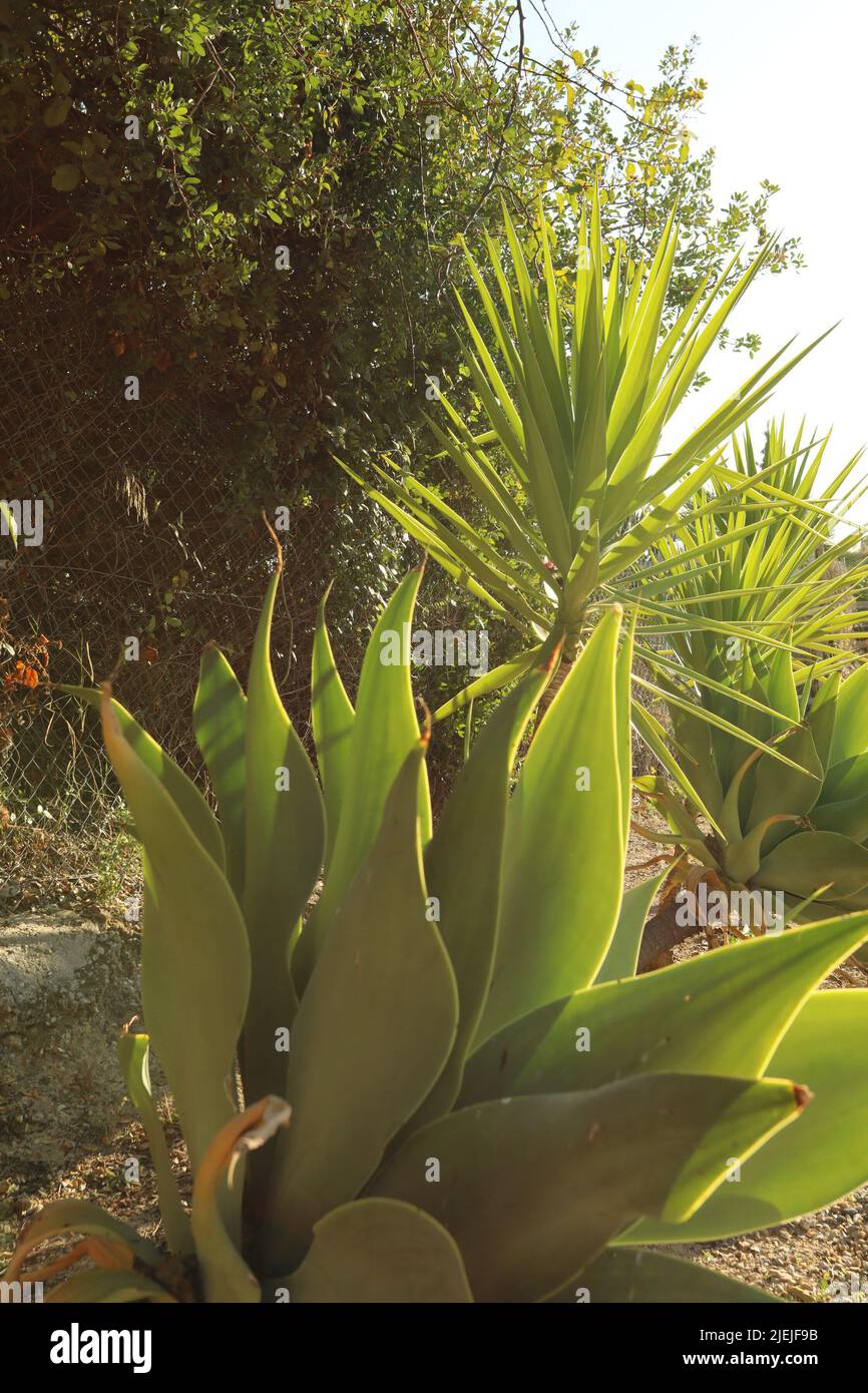 Big green cactus lighted up by the sun Stock Photo - Alamy