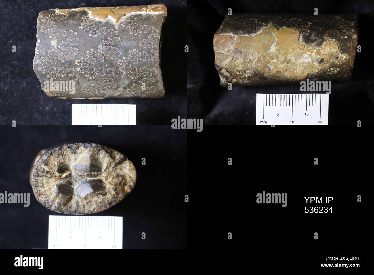 Baculites reesidei elias animalia hi-res stock photography and images ...