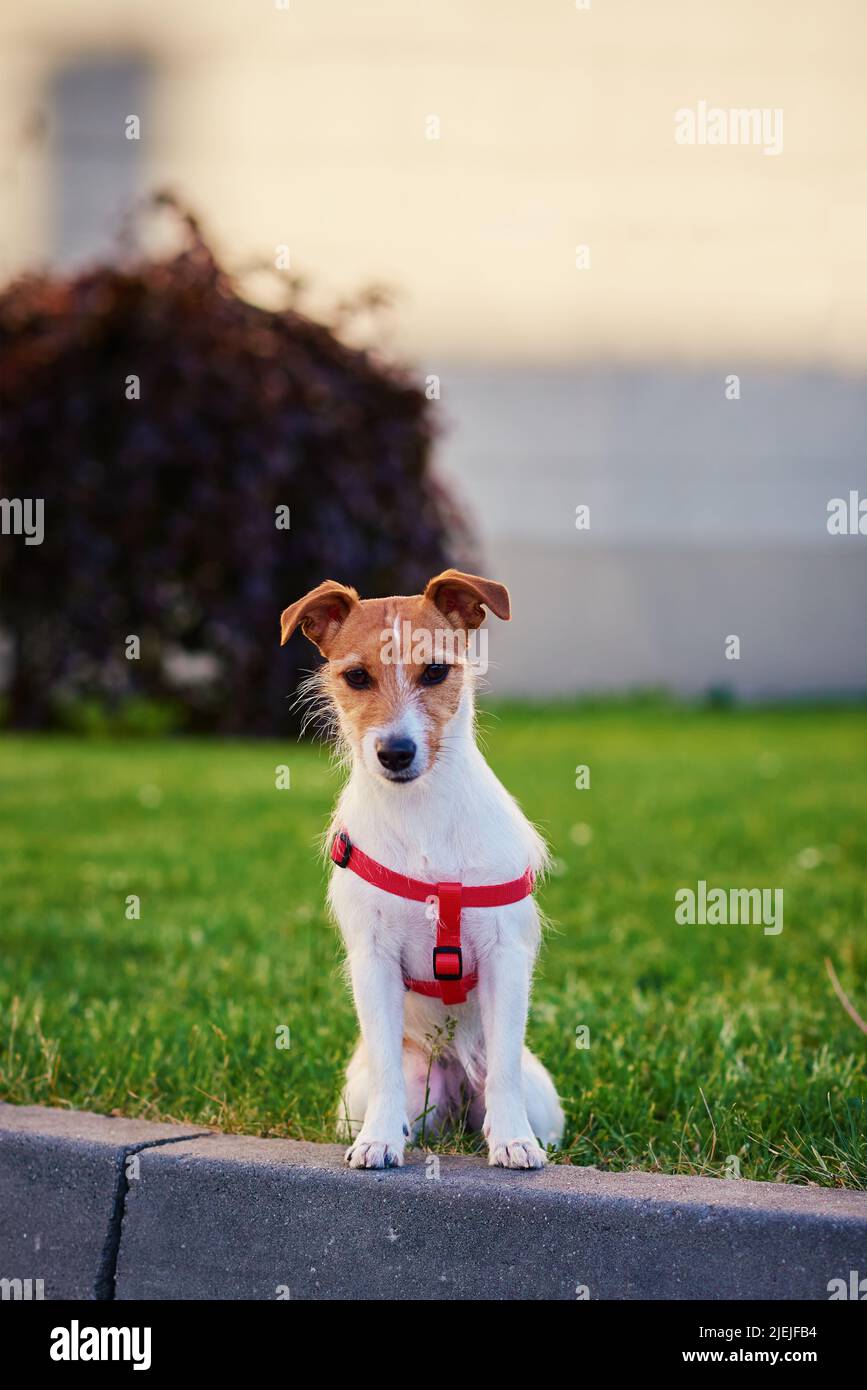 Dog sitting on pavement while walking at city street at summer day ...