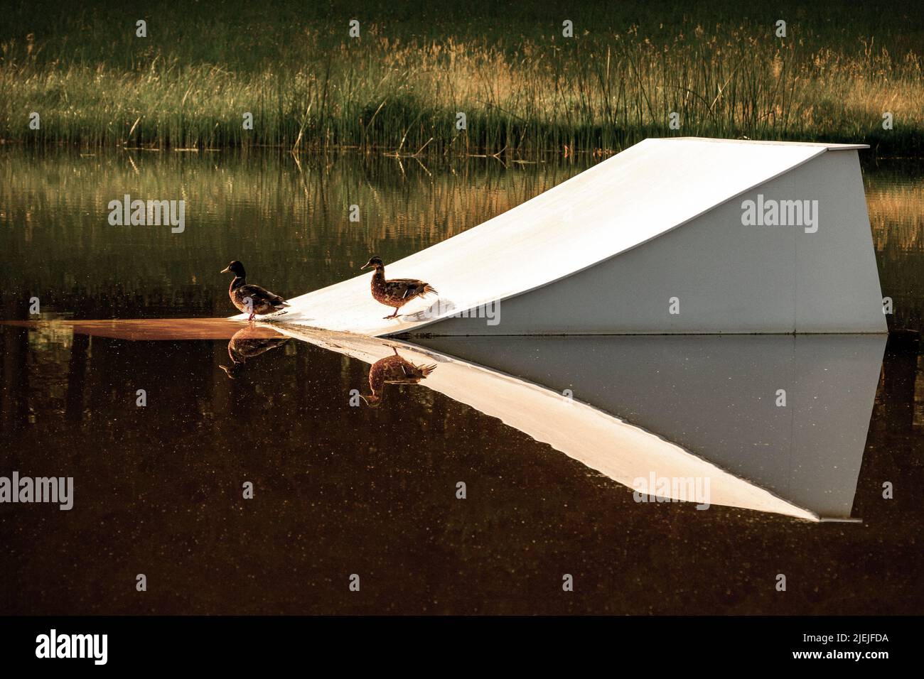 Wakeboard park in a lake. Outdoor and extreme sport. Ducks sitting on a ...