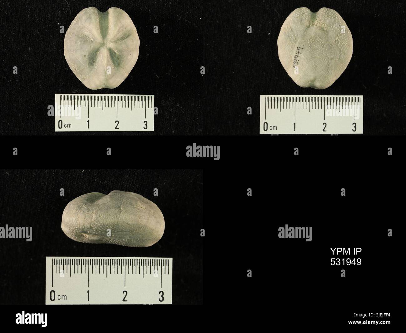 Linthia variabilis Slocom, 1909 Stock Photo - Alamy