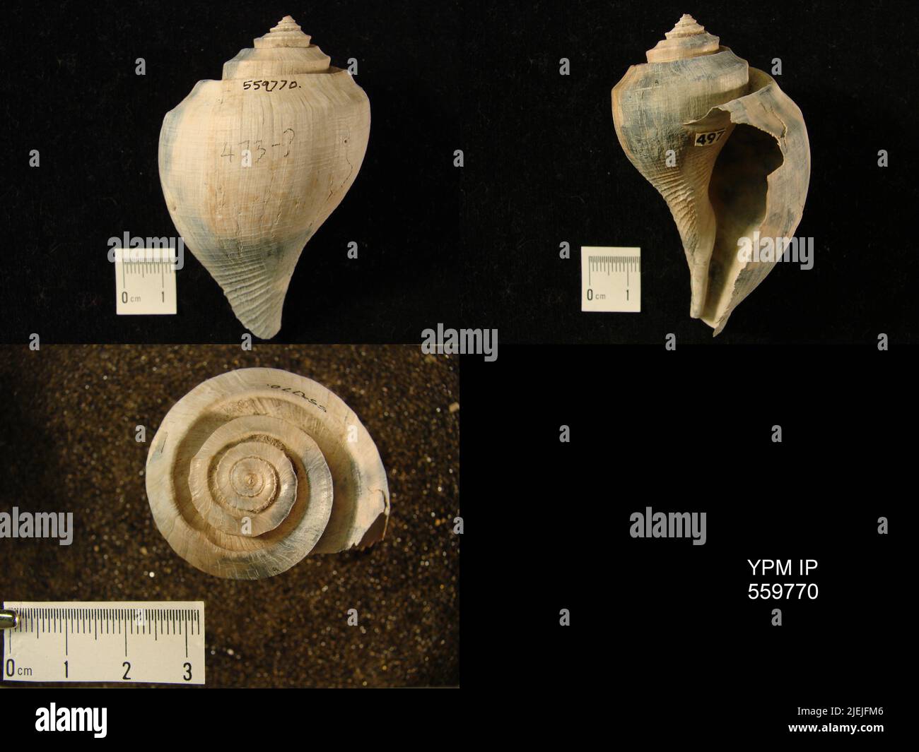 Busycon pyrum floridanum Olsson & Harbison, 1953 Stock Photo - Alamy