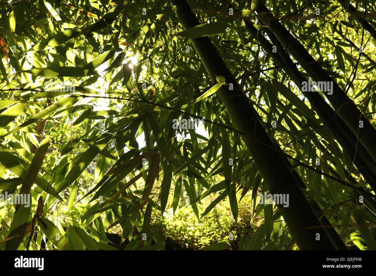 Bamboo tree flowers hi-res stock photography and images - Alamy
