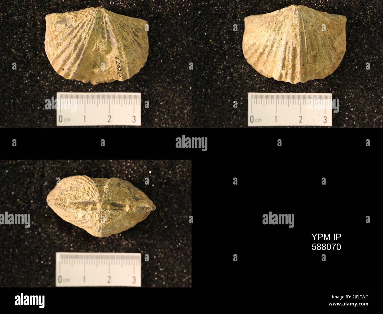 Laticostata hi-res stock photography and images - Alamy