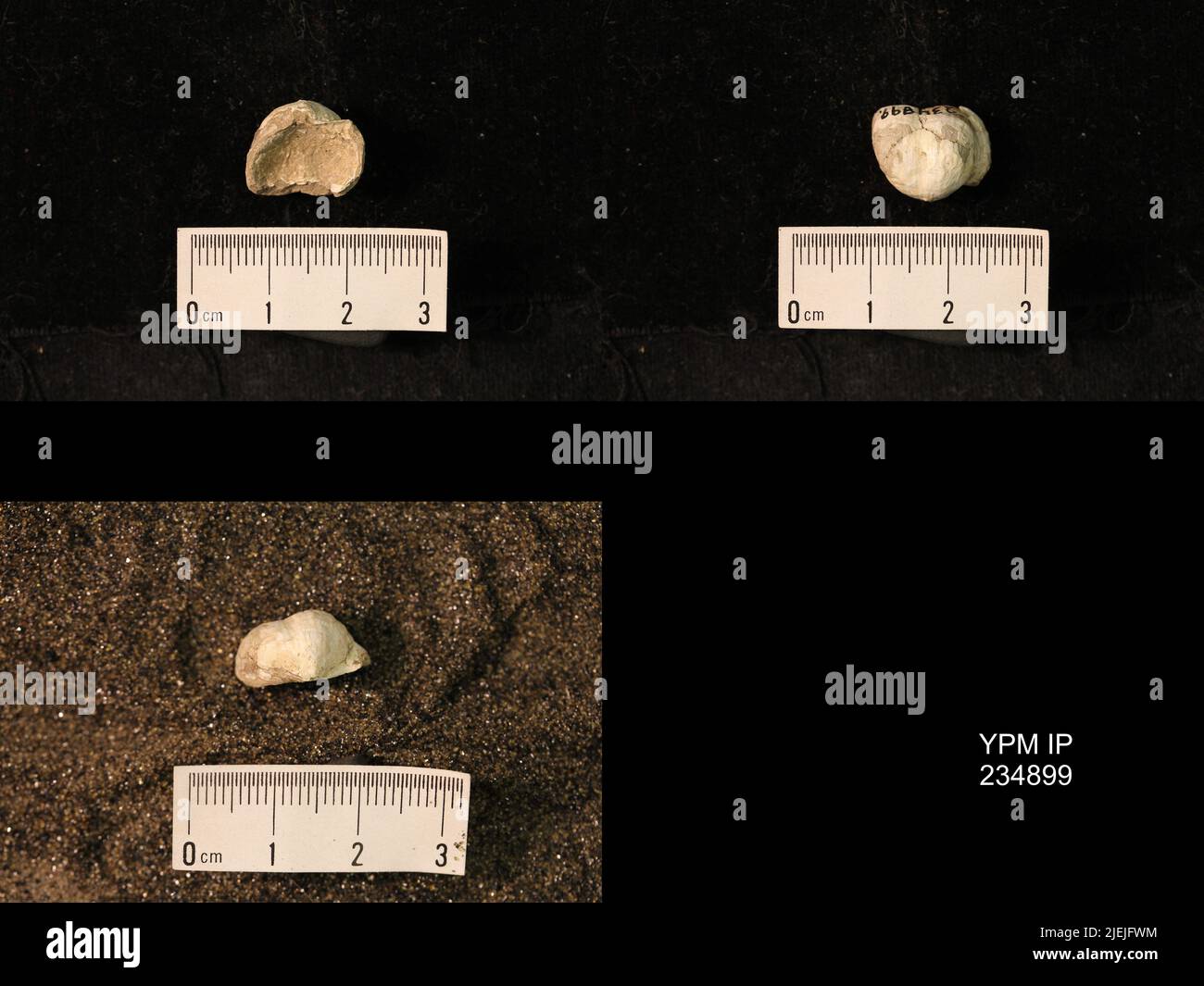Marginifera fragilis Dunbar & Condra Stock Photo - Alamy