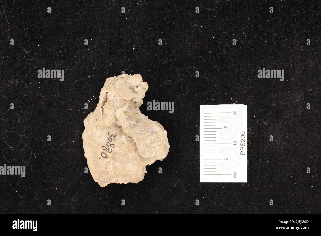 Leptodus nobilis americanus Girty Stock Photo - Alamy