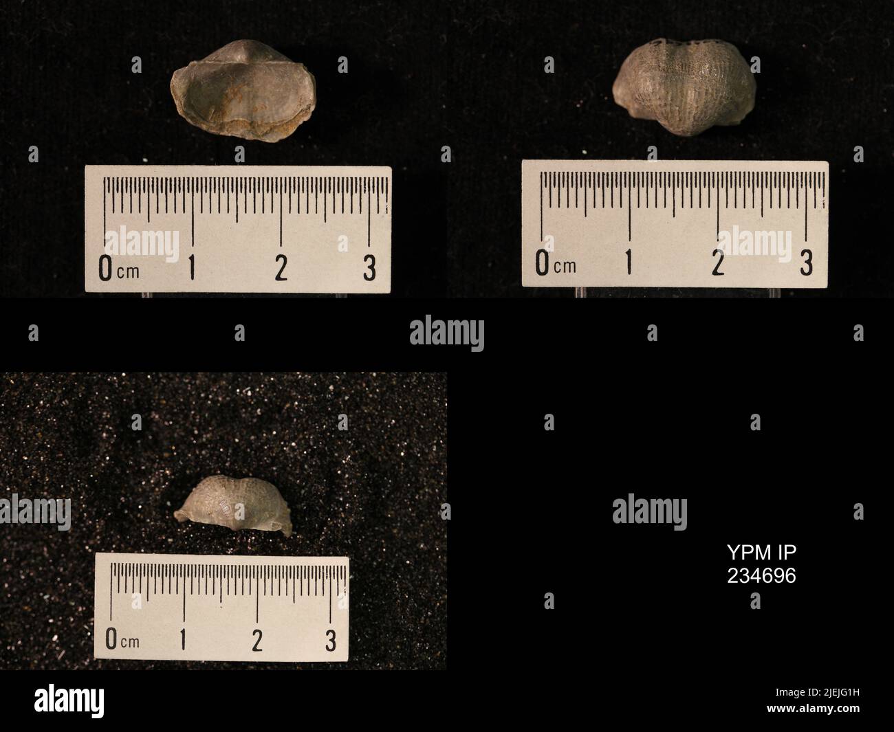 Marginifera splendens Norwood & Pratten Stock Photo - Alamy
