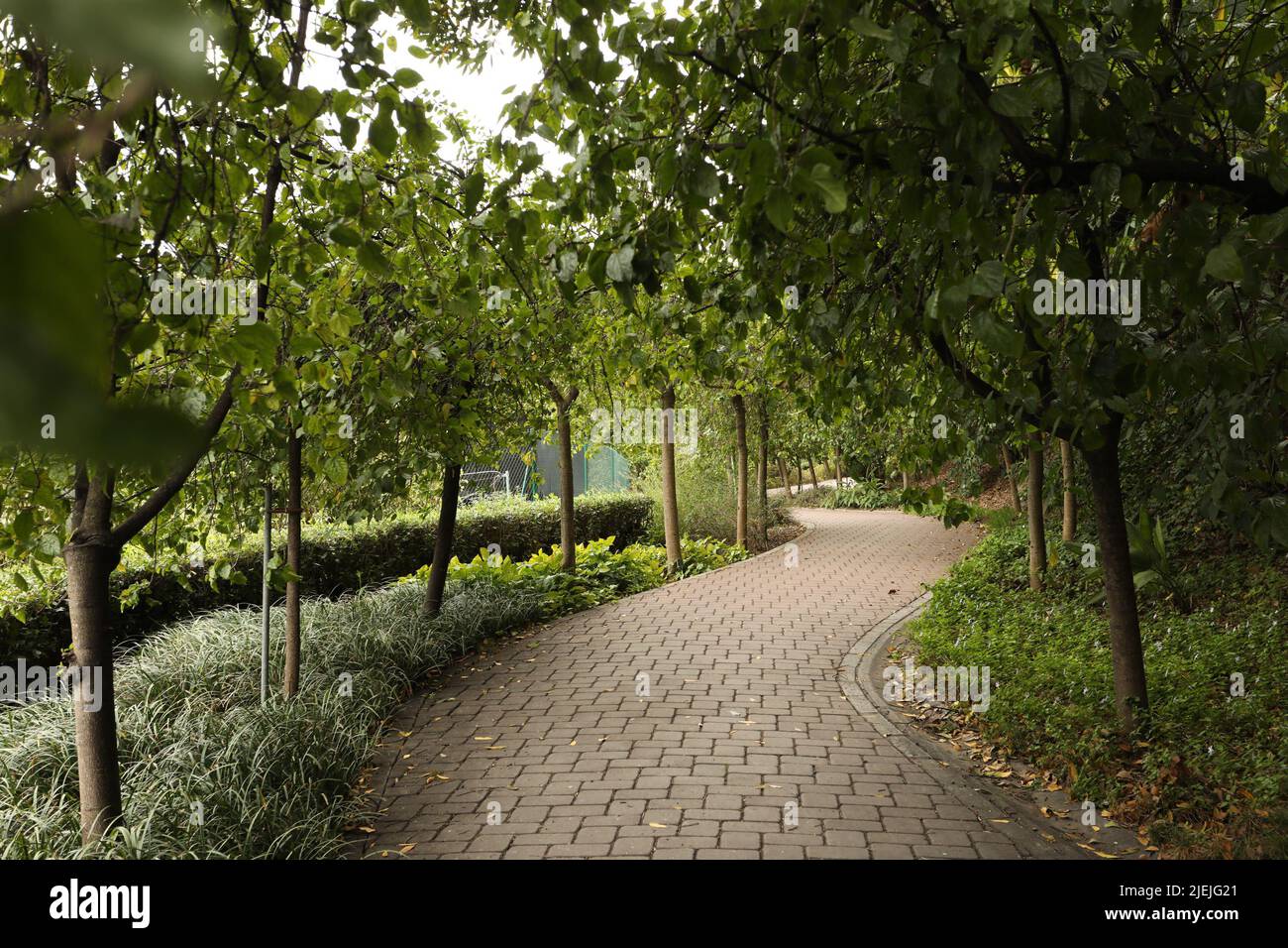 Curved path in a park with trees and plantation Stock Photo - Alamy